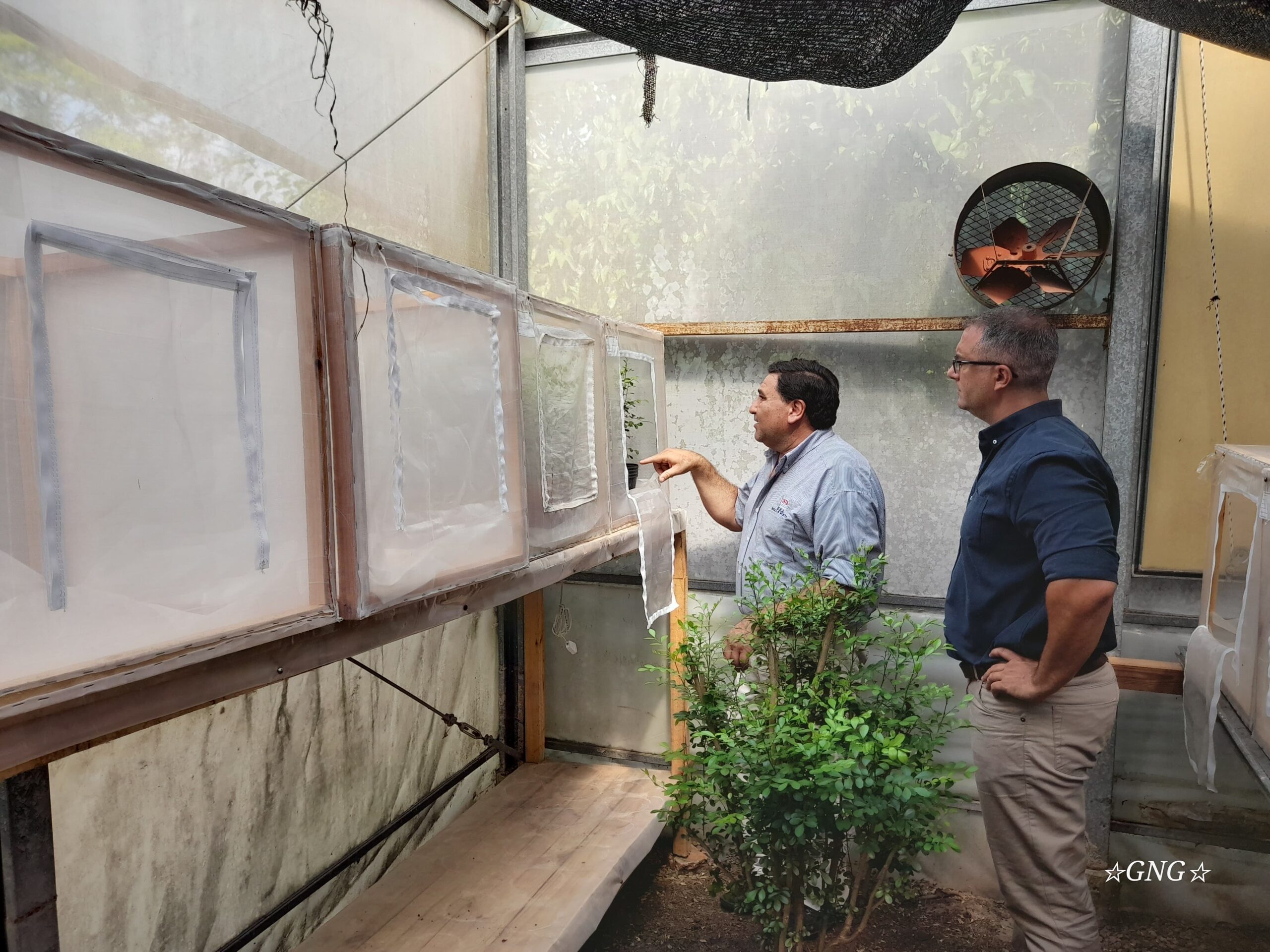 Corrientes refuerza la lucha contra el HLB con la cría masiva del ...