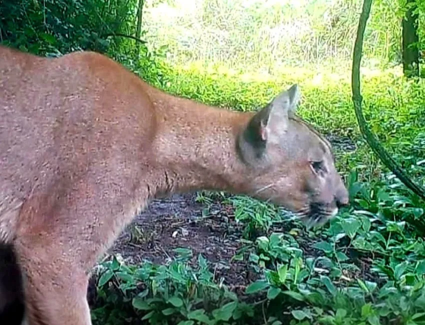 Avistaron a un puma con su cría – Latina Corrientes